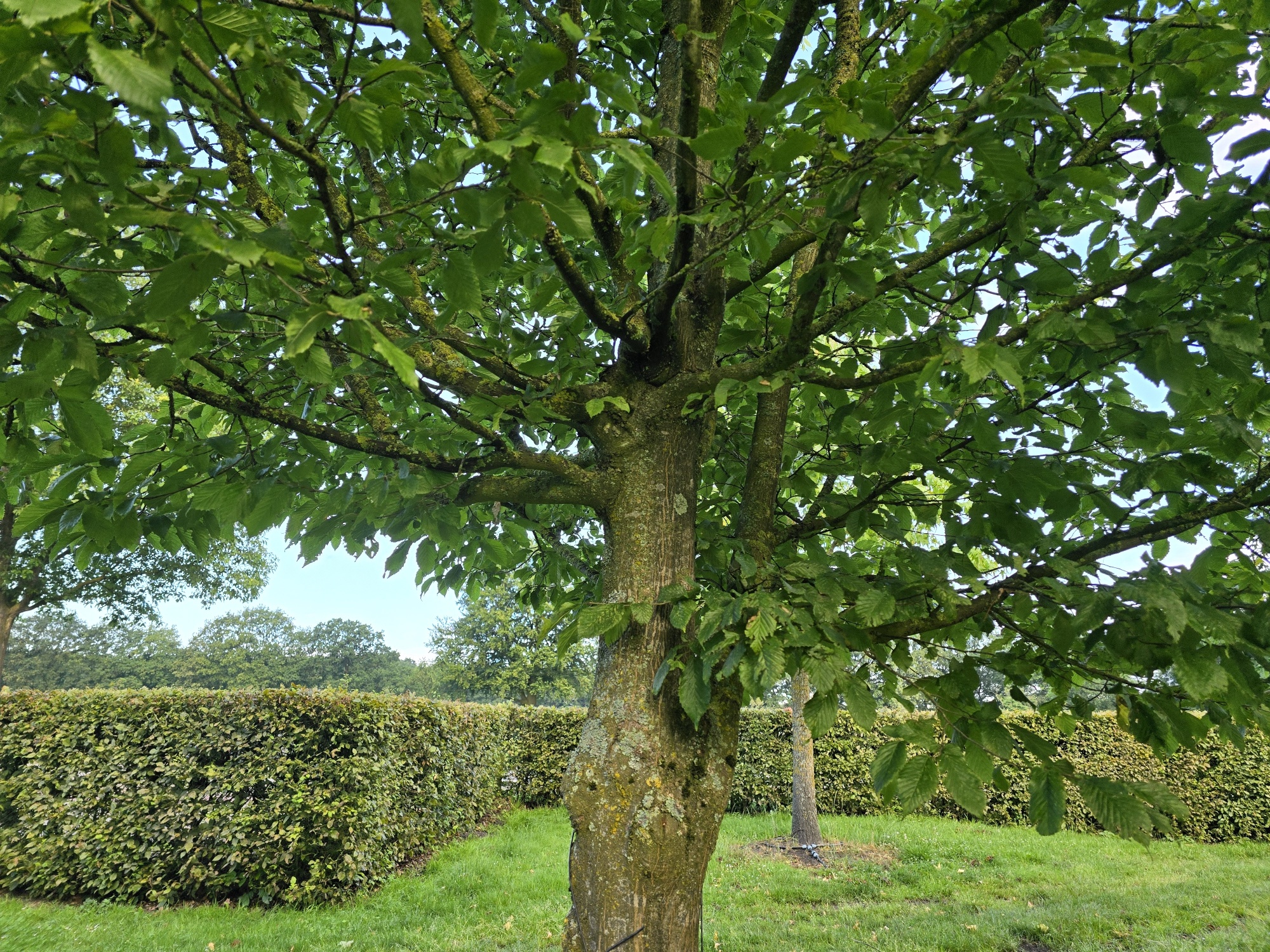De Carpinus betulus als solitaire boom