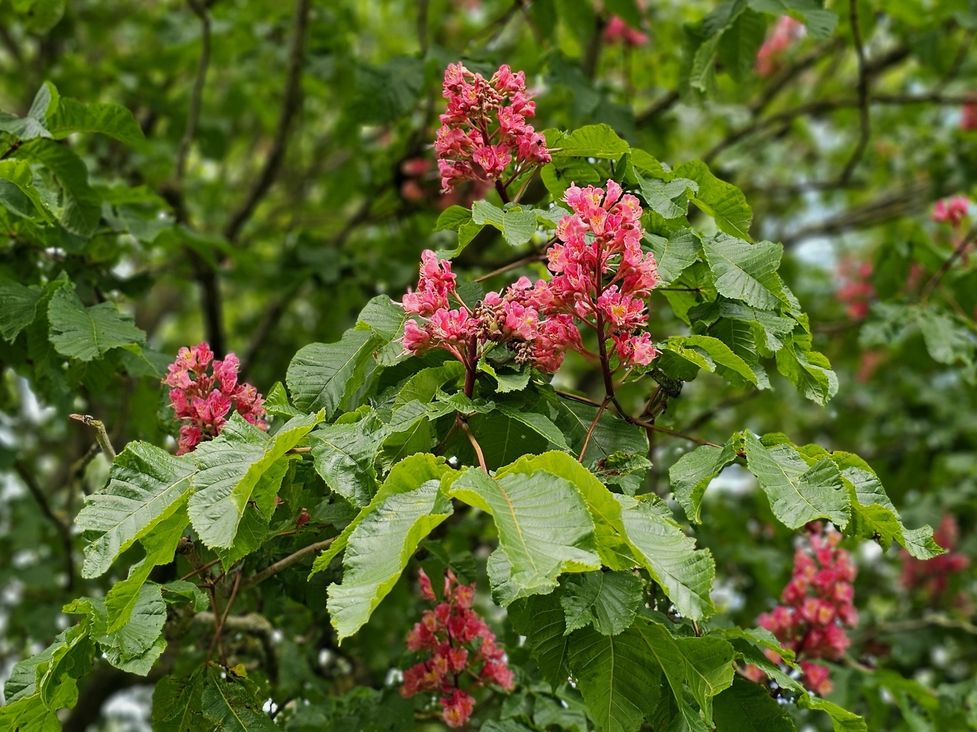 Rode Paardenkastanje, Aesculus x carnea 'Briotii' kopen