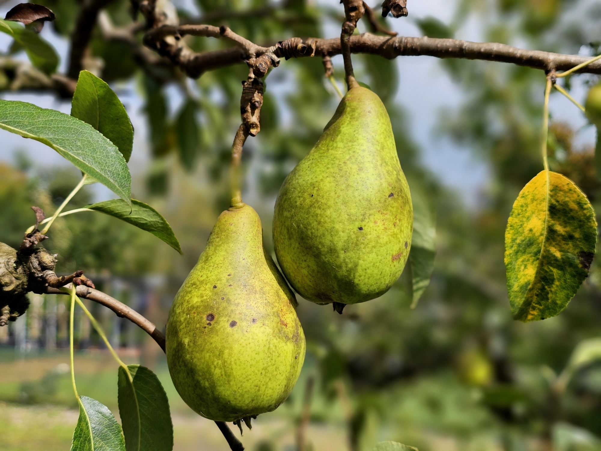 Pyrus c. 'Conference' als bijzondere perenboom