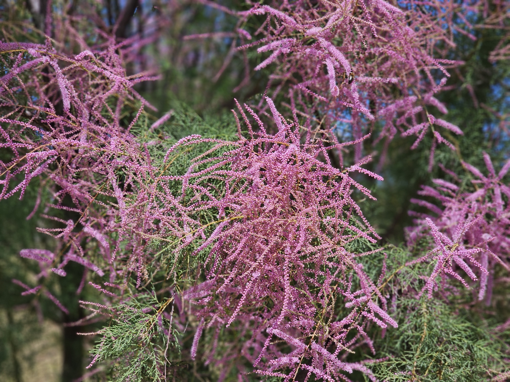 Tamarisk, Tamarix tetrandra kopen