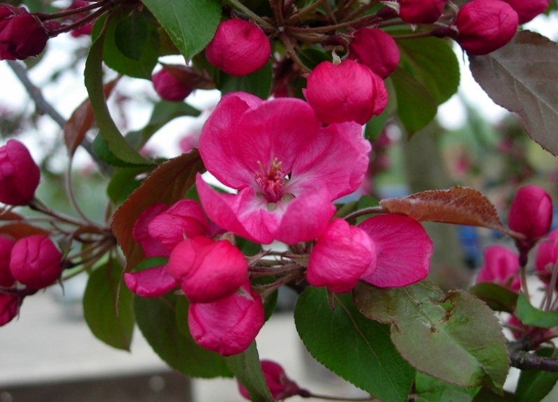 Sierappel 'Mokum', Malus 'Mokum' kopen