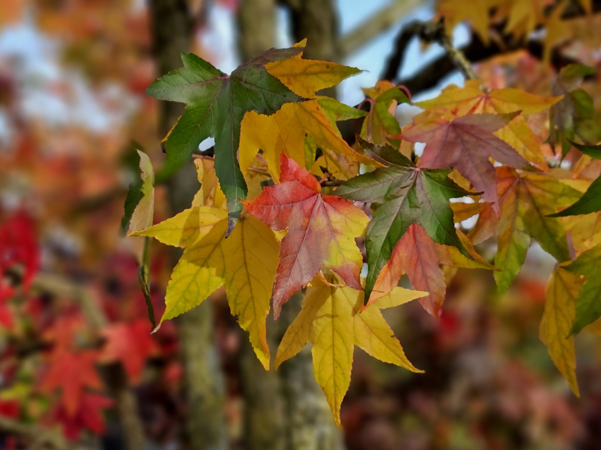 Amberboom, Liquidambar styraciflua kopen