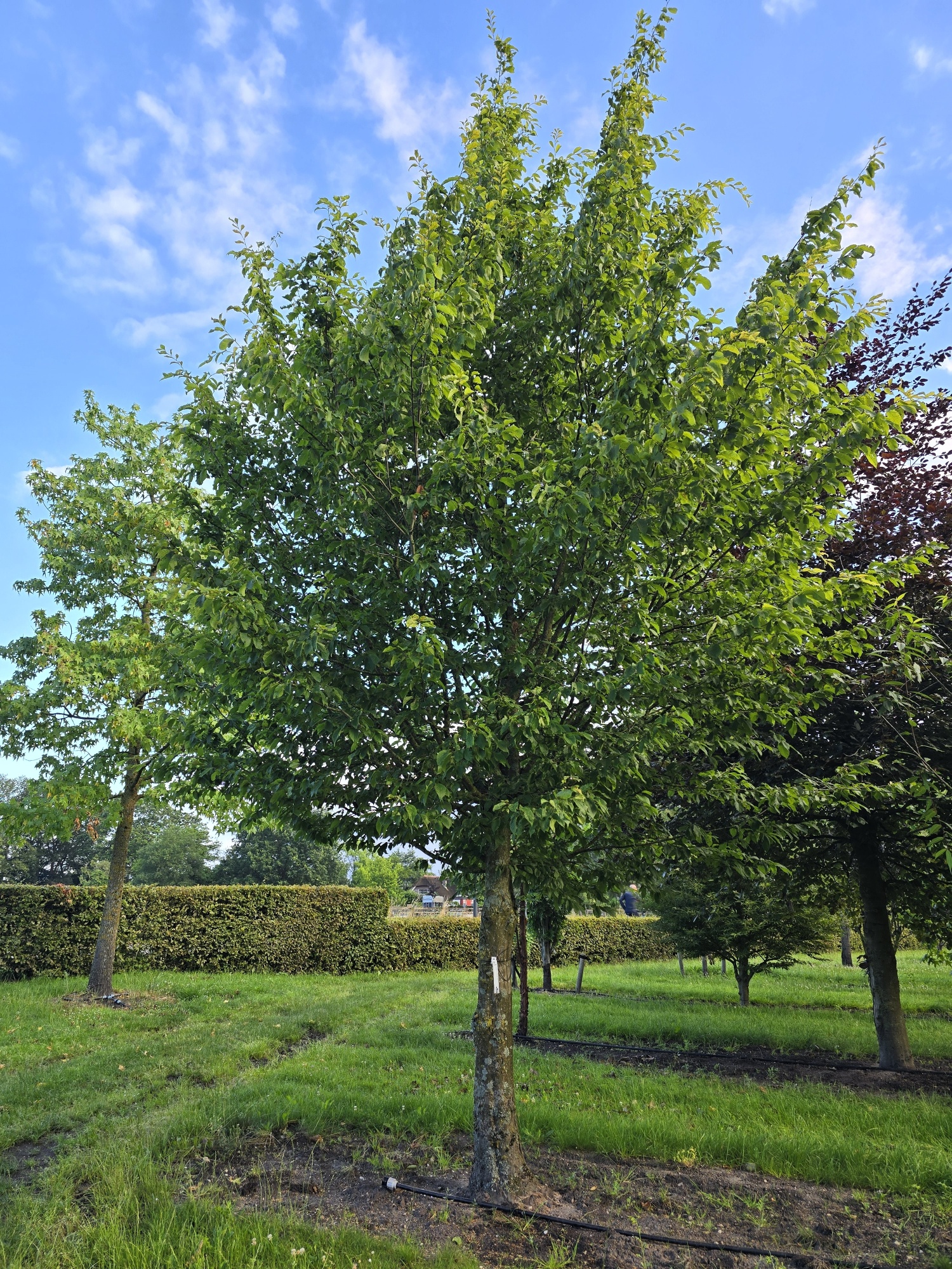 Haagbeuk, Carpinus betulus kopen