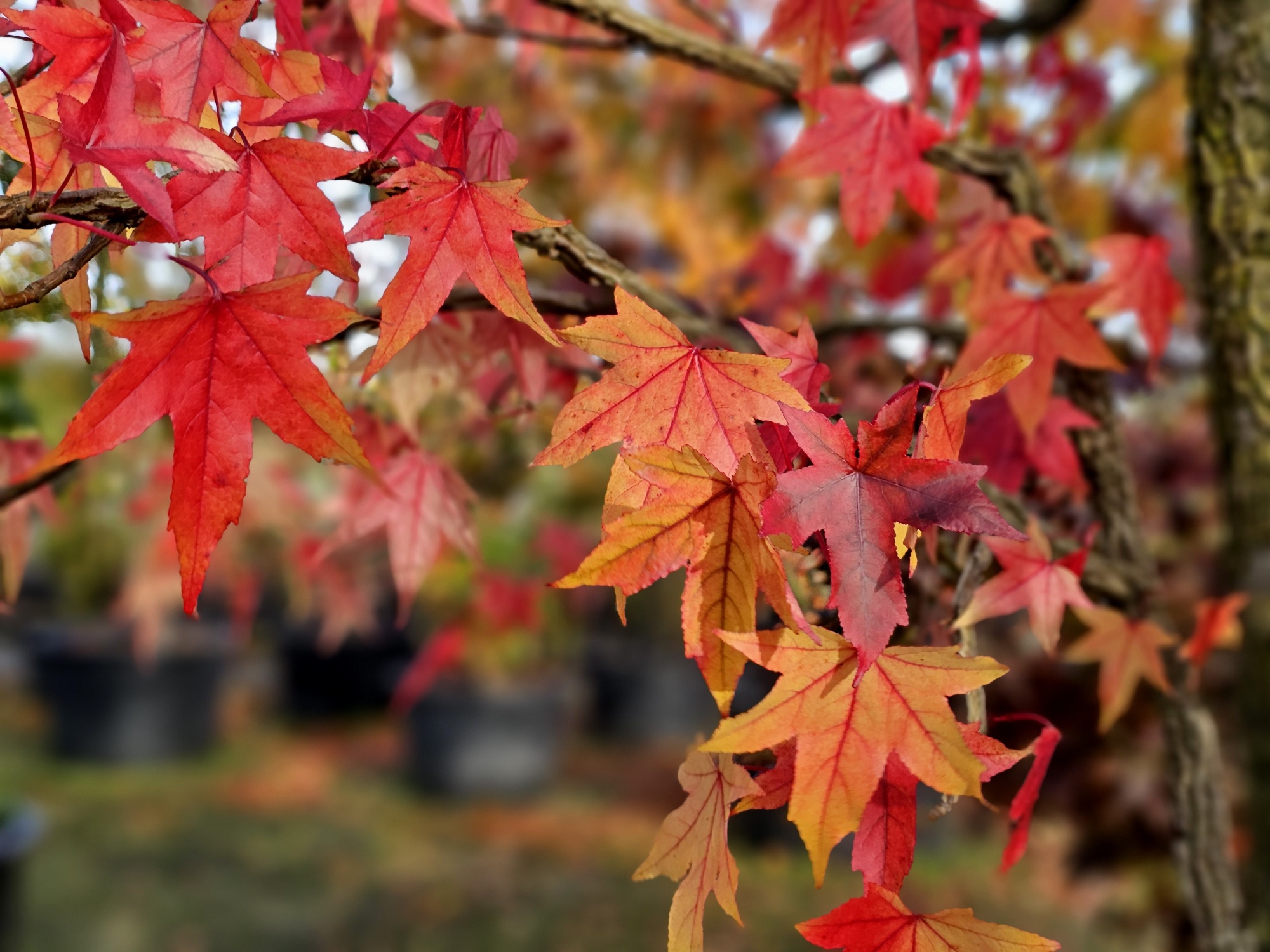 Amberboom, Liquidambar styraciflua kopen
