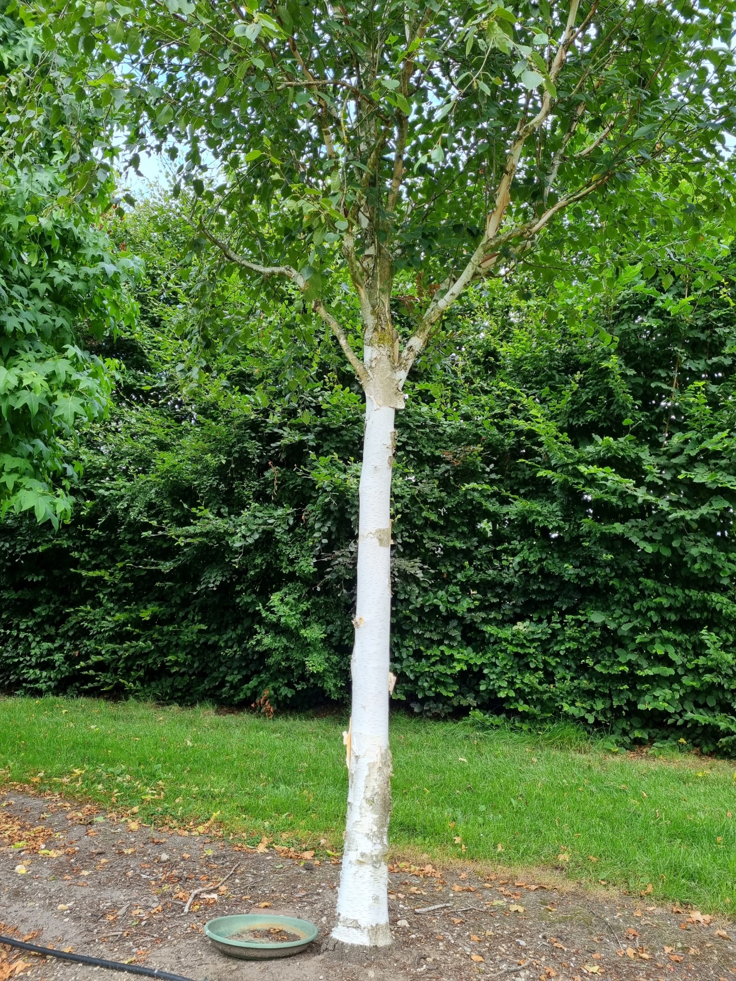 Betula utilis 'Doorenbos' als Halbstammbaum mit weißem Stamm