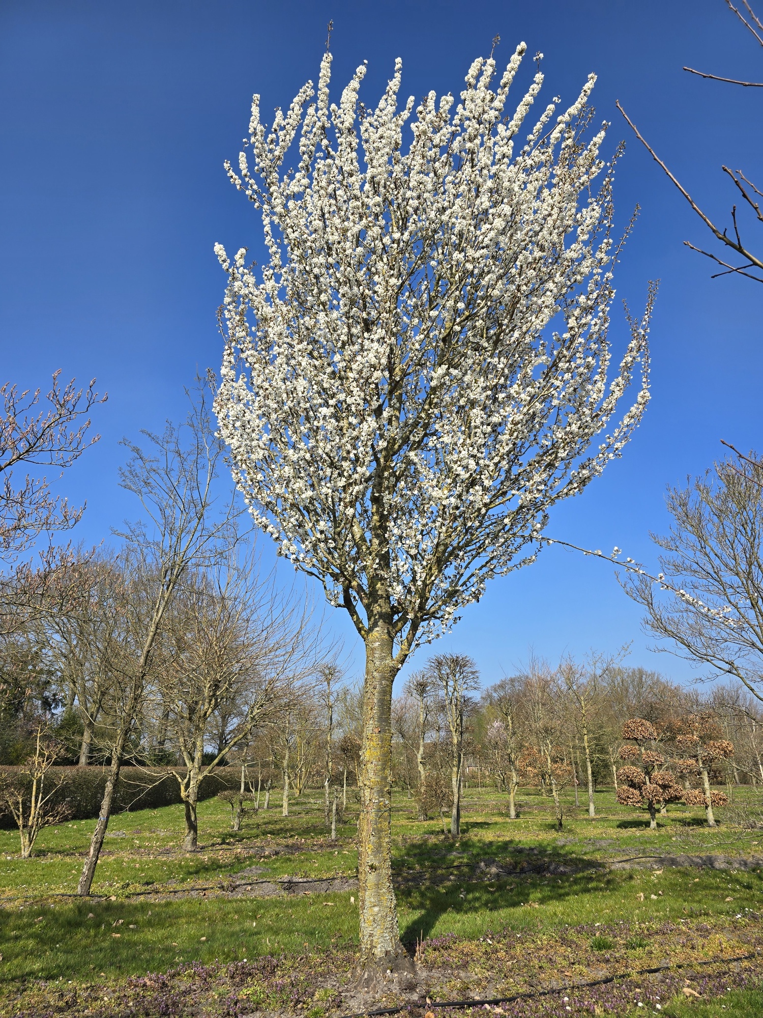 De prunus umineko is een prachtig wit bloeiende sierkers
