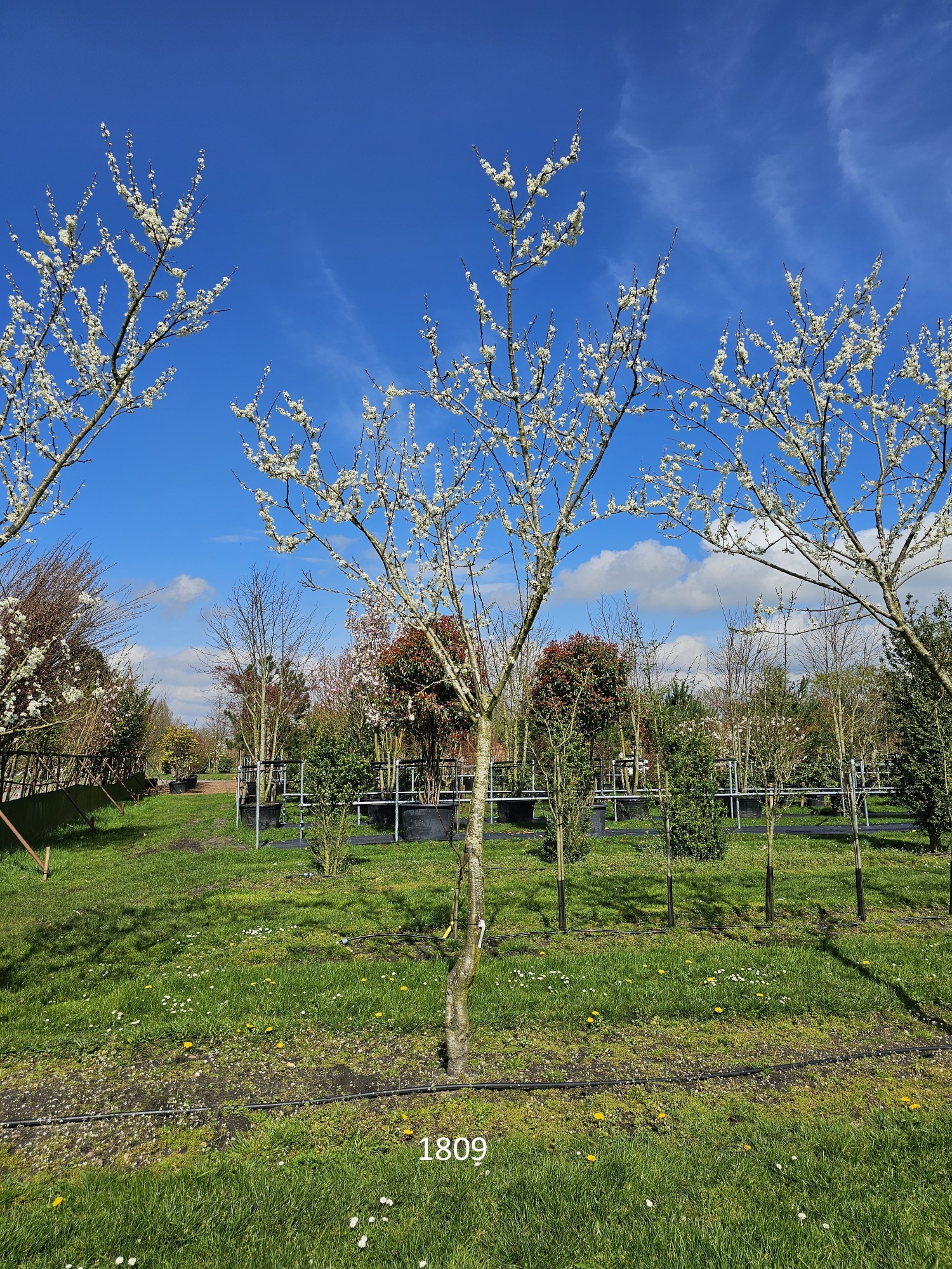 Pruim 'Reine Claude Verte', Prunus domestica 'Reine Claude Verte' kopen