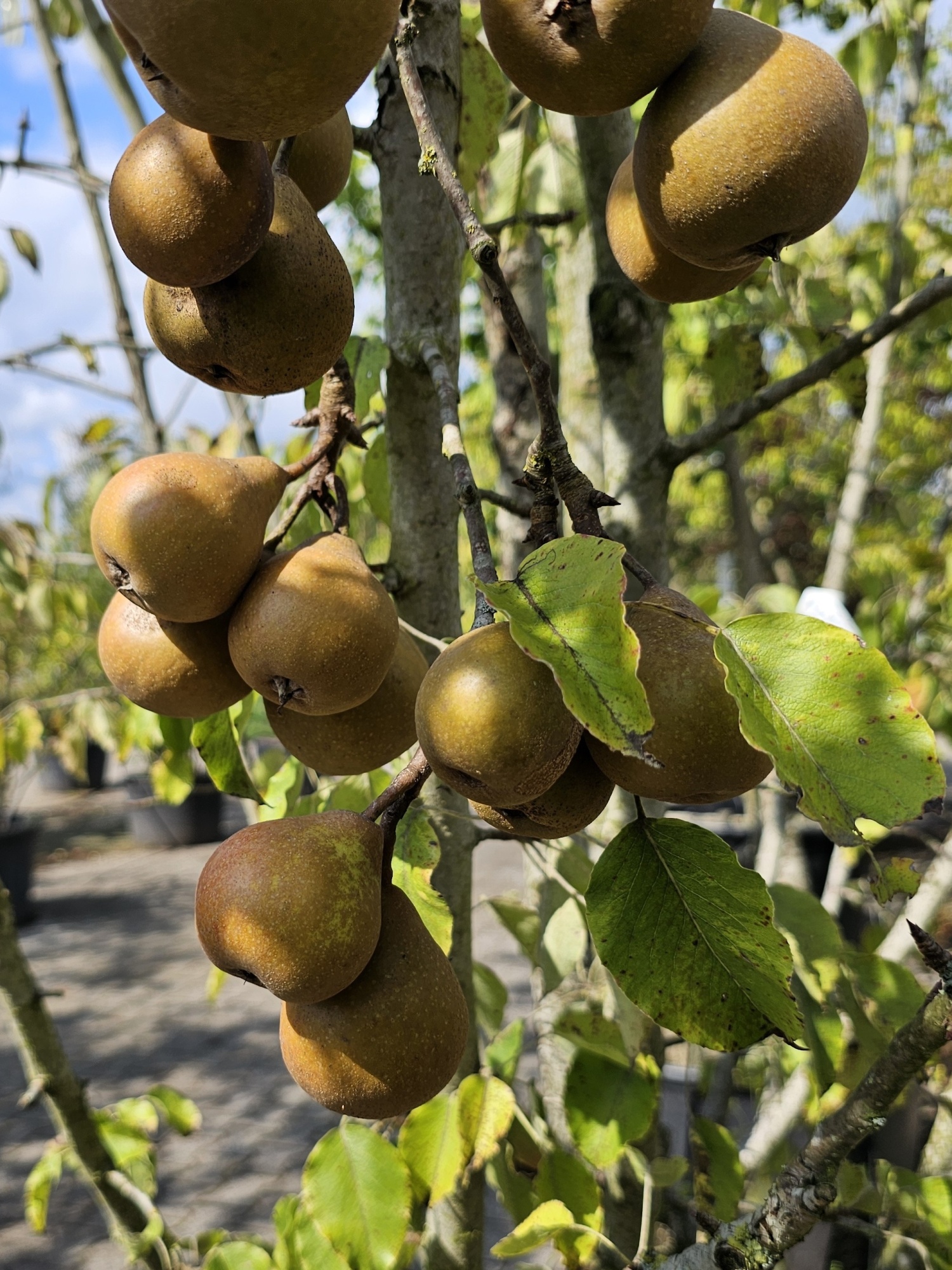 Stoofpeer 'Gieser Wildeman', Pyrus communis 'Gieser Wildeman' kopen
