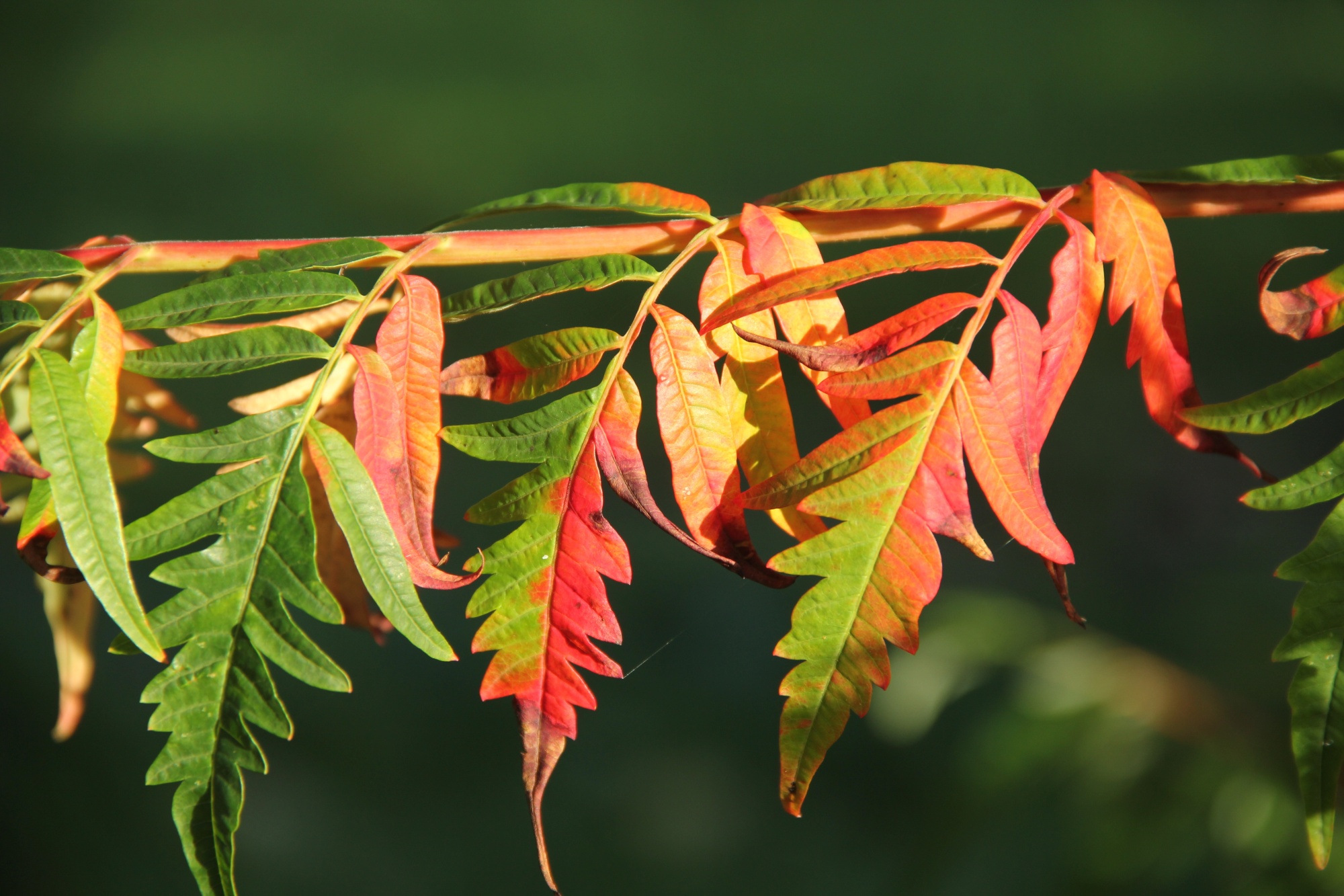 Fluweelboom 'Dissecta', Rhus typhina 'Dissecta' kopen
