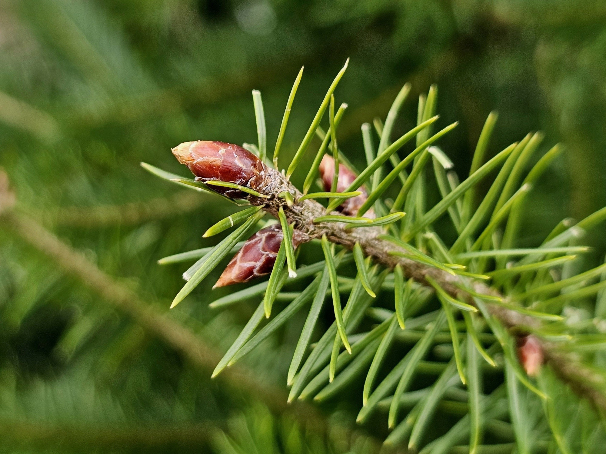 Douglasspar, Pseudotsuga menziesii kopen