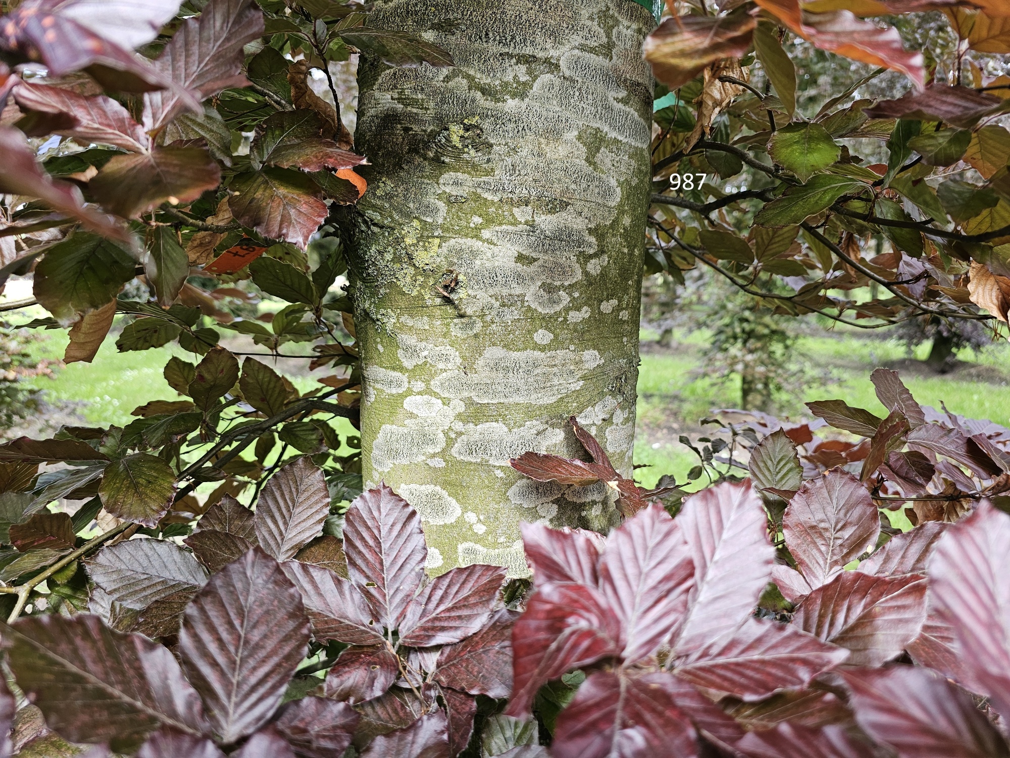 Zoekt u een grote rode beuk? Nr 987 is een flinke reus in wording