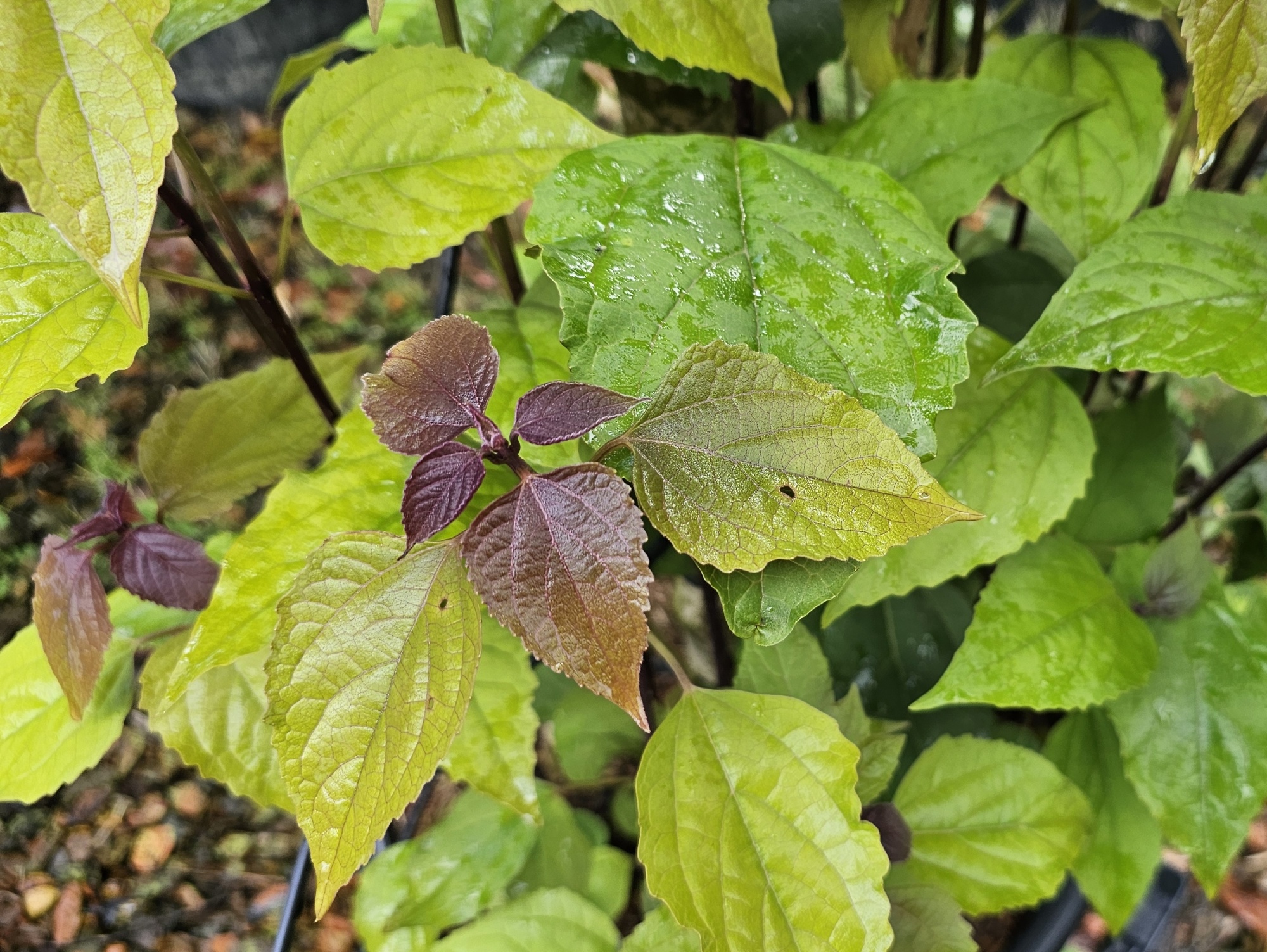 Kansenboom 'Purple Blaze', Clerodendrum trichotomum 'Purple Blaze' kopen