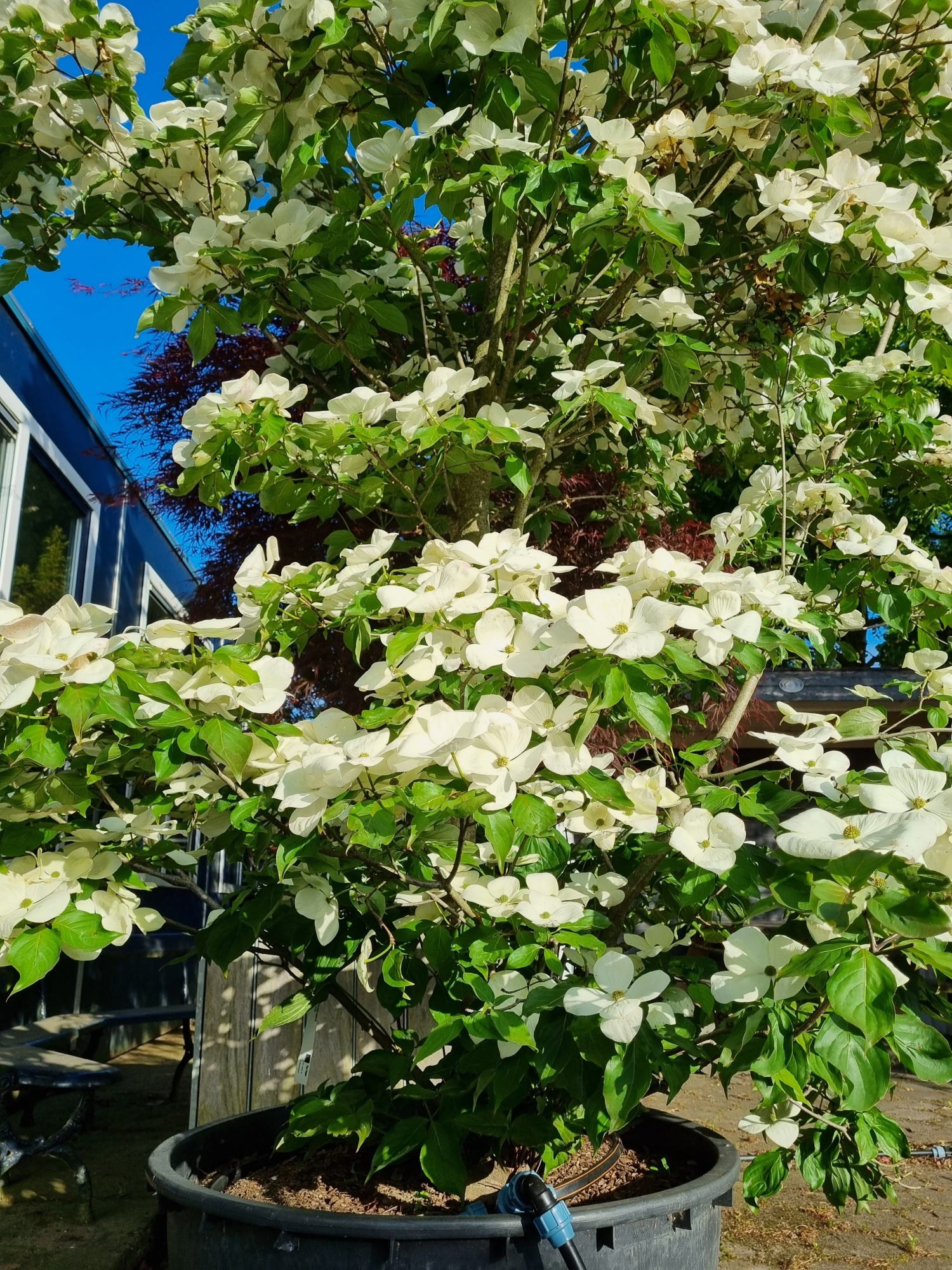 Een grote Cornus kousa 'Venus' kopen?