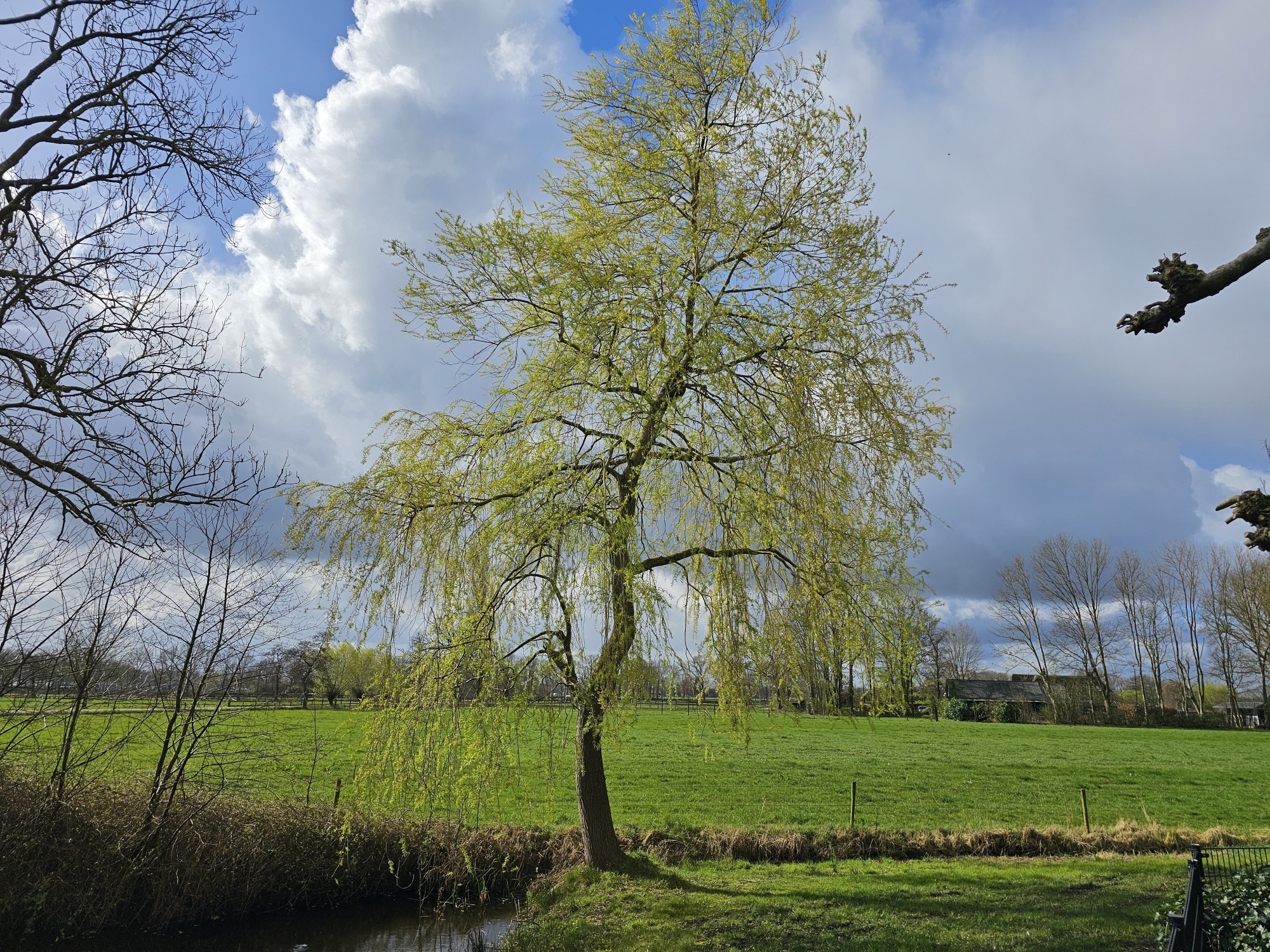 Treurwilg, Salix sepulcralis 'Chrysocoma' kopen