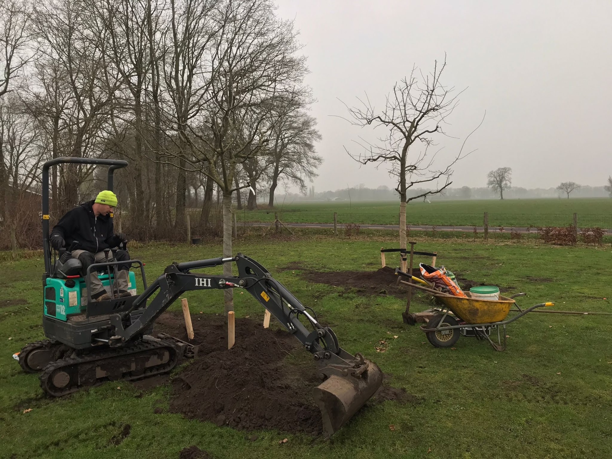 Het aanplanten van een grote boom