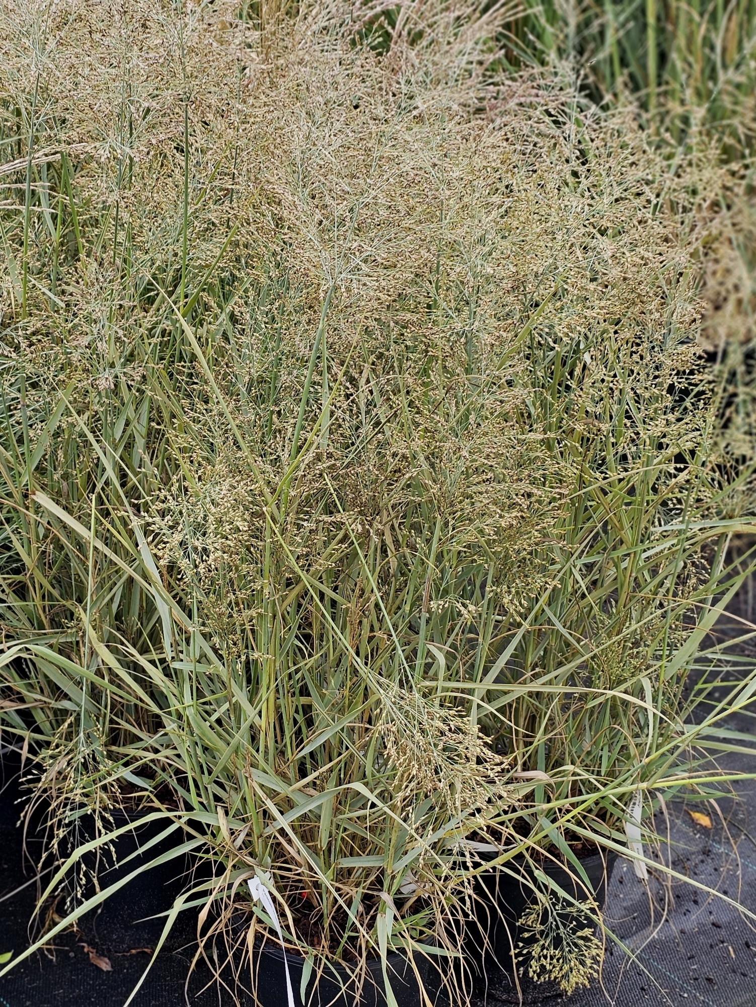 Vingergras 'Prairie Sky', Panicum virgatum 'Prairie Sky' kopen