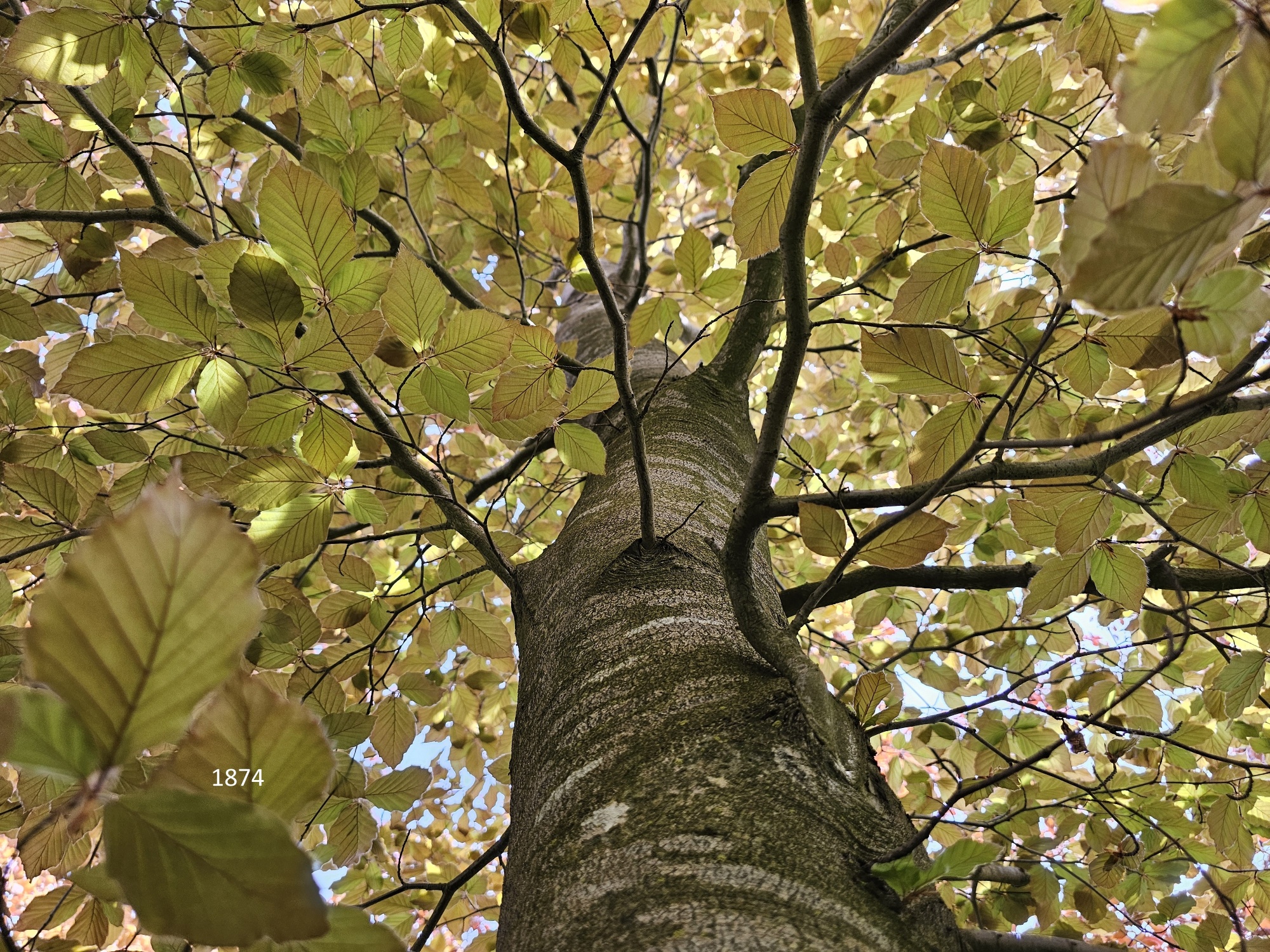 Grote rode beukenboom kopen? | Ten Hoven Bomen