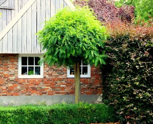 Bolacacia , Robinia pseudoacacia 'Umbraculifera' kopen