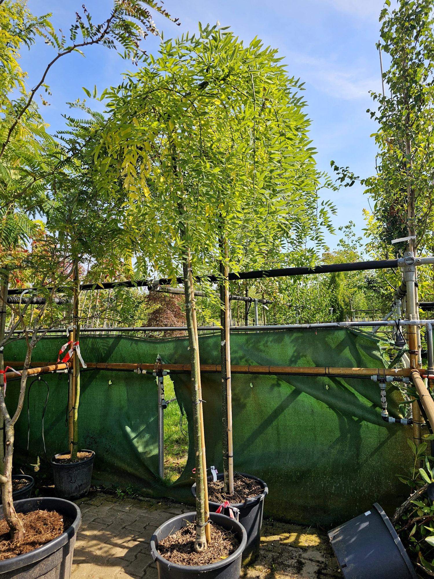 Treurvormige Japanse Honingboom, Sophora Japonica 'Pendula' kopen