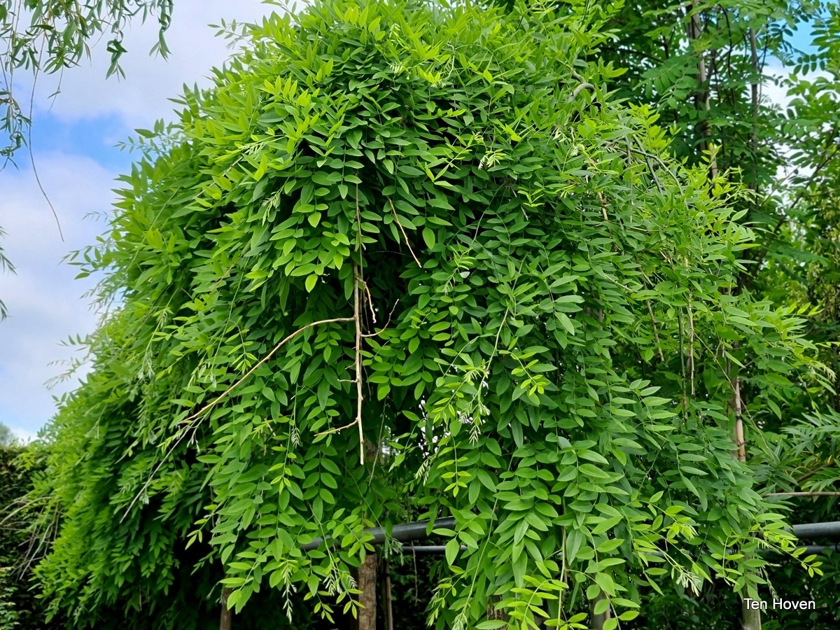 Treurvormige Japanse Honingboom, Sophora Japonica 'Pendula' kopen