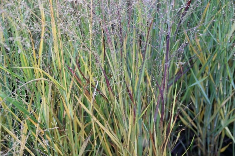Vingergras 'Heavy Metal', Panicum virgatum 'Heavy Metal' kopen