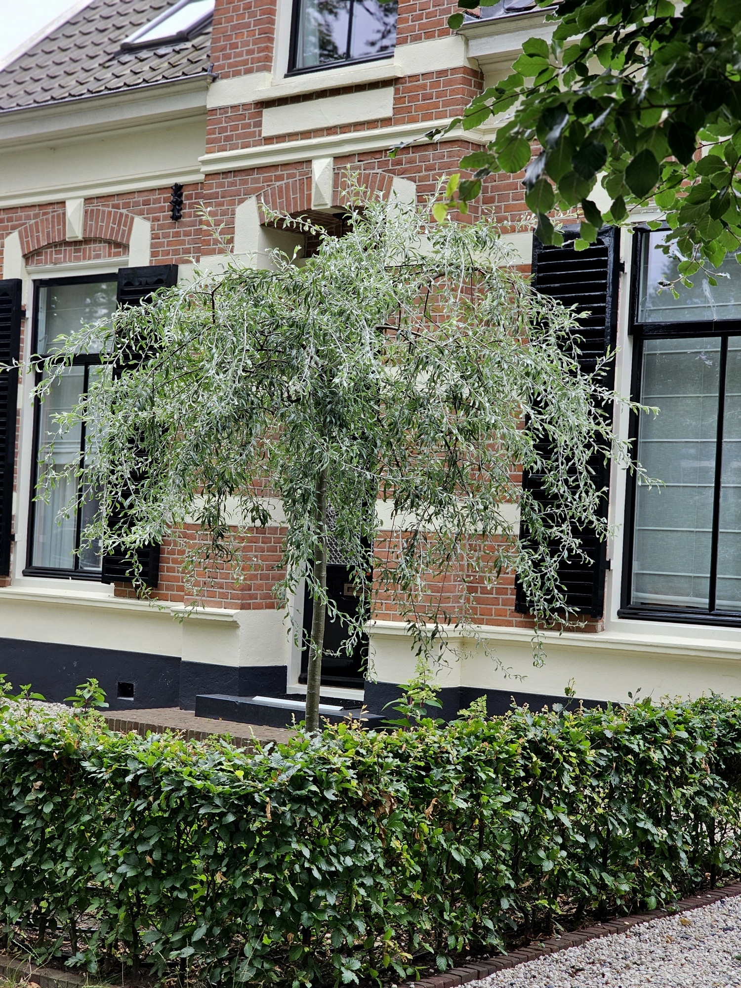 Wilgbladige peer, Pyrus salicifolia 'Pendula' kopen