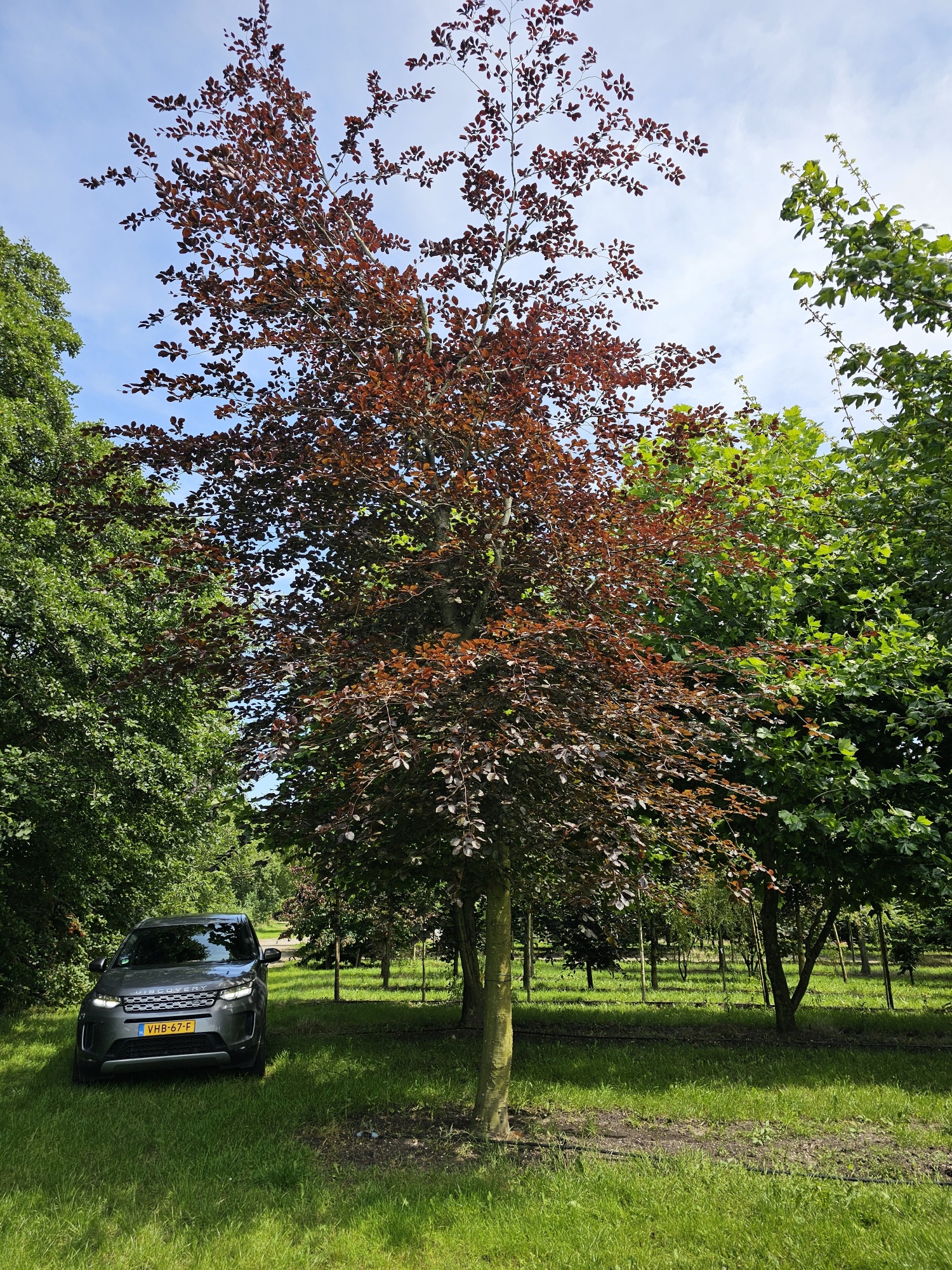 Een grote Rode Beuk kopen?