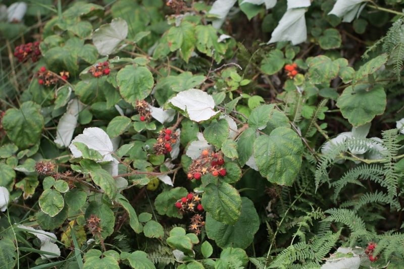 Japanse Wijnbes, Rubus phoenicolasius kopen