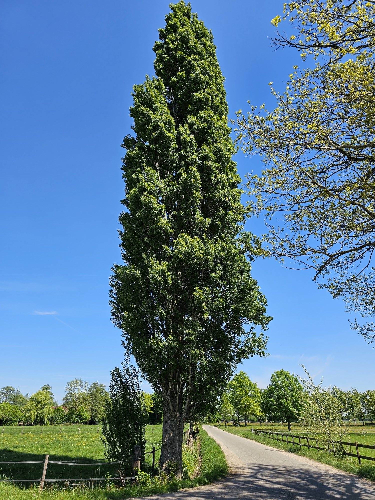 Italiaanse populier, Populus nigra 'Italica' kopen