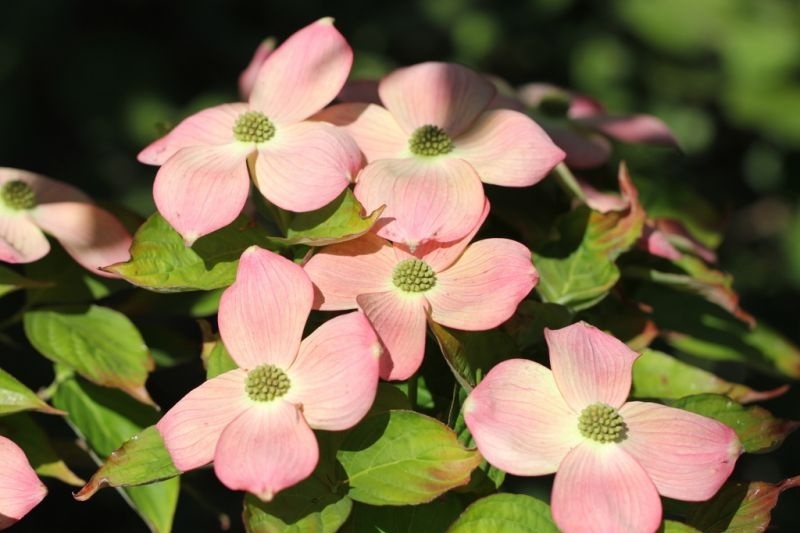 Kornoelje 'Stellar Pink', Cornus 'Stellar Pink' kopen