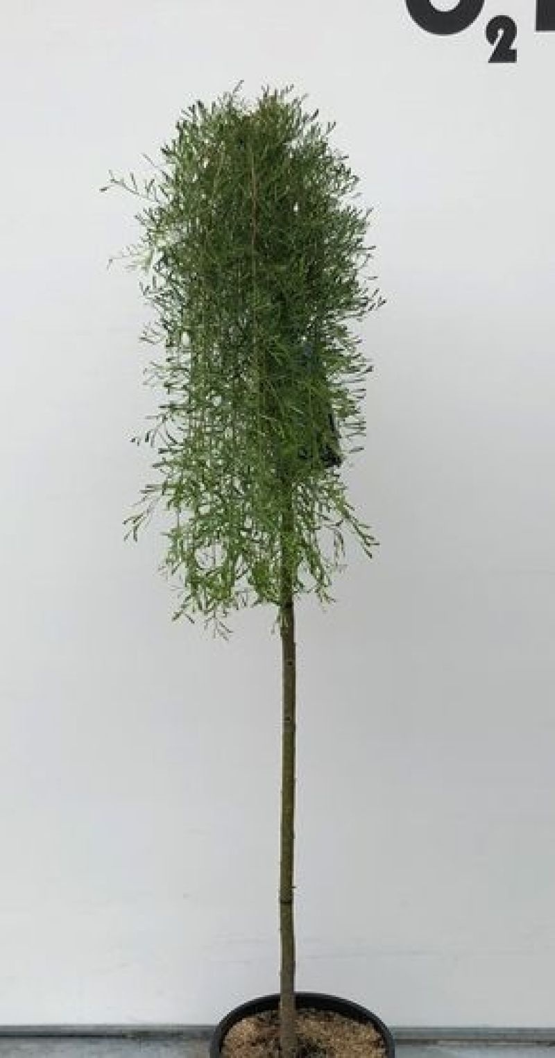 Erwtenstruik op stam 'Walker', Caragana arborescens 'Walker' kopen