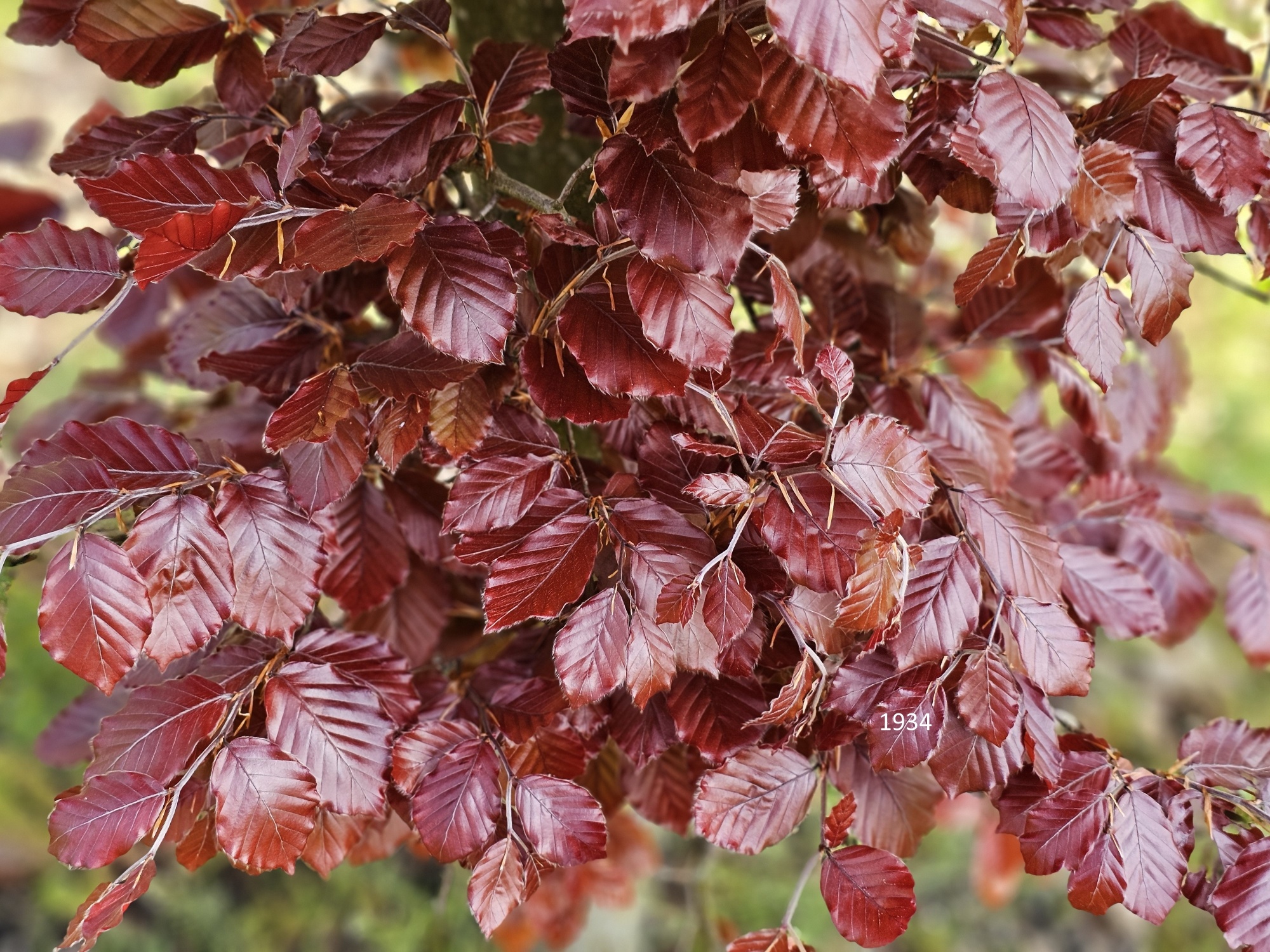 Grote volwassen rode beuk kopen? | Ten Hoven Bomen