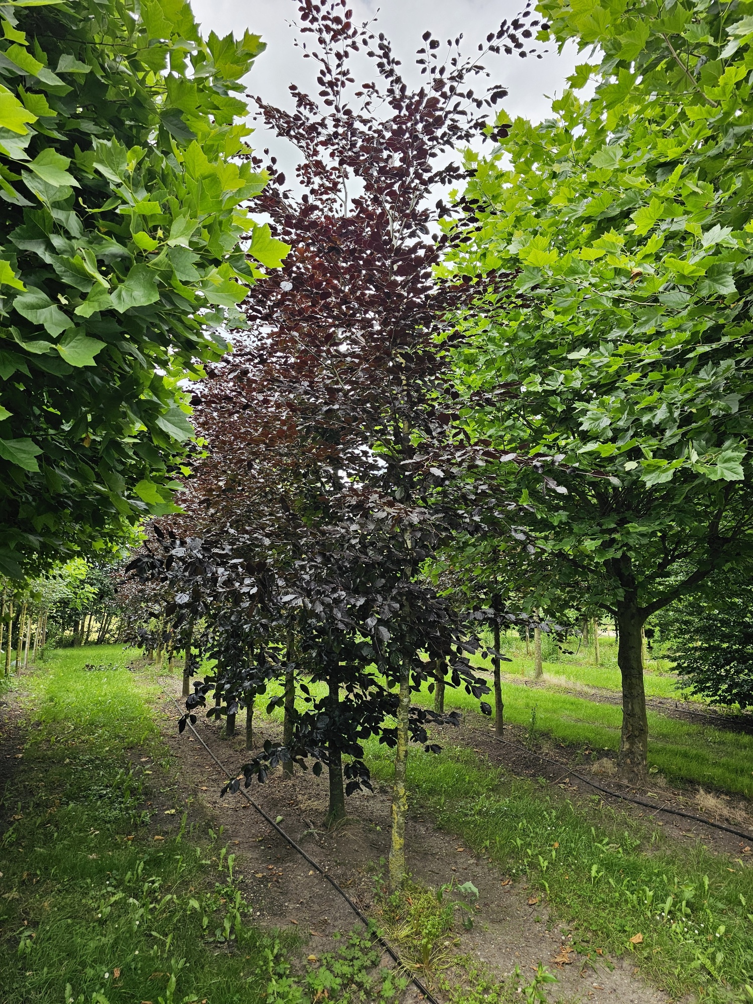 Een bijzondere veredelde rode beuk met prachtig rood blad kopen?