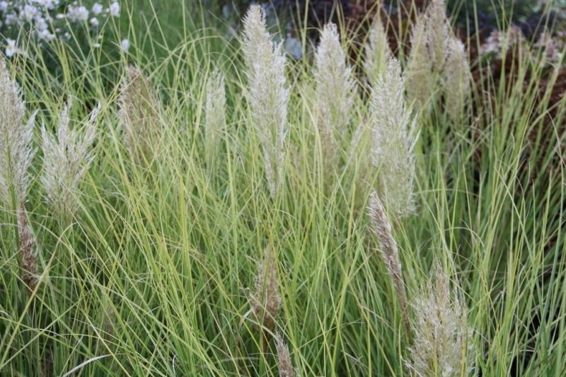 Pampasgras 'Mini Goldpampas', Cortaderia selloana 'Mini Goldpampas' kopen