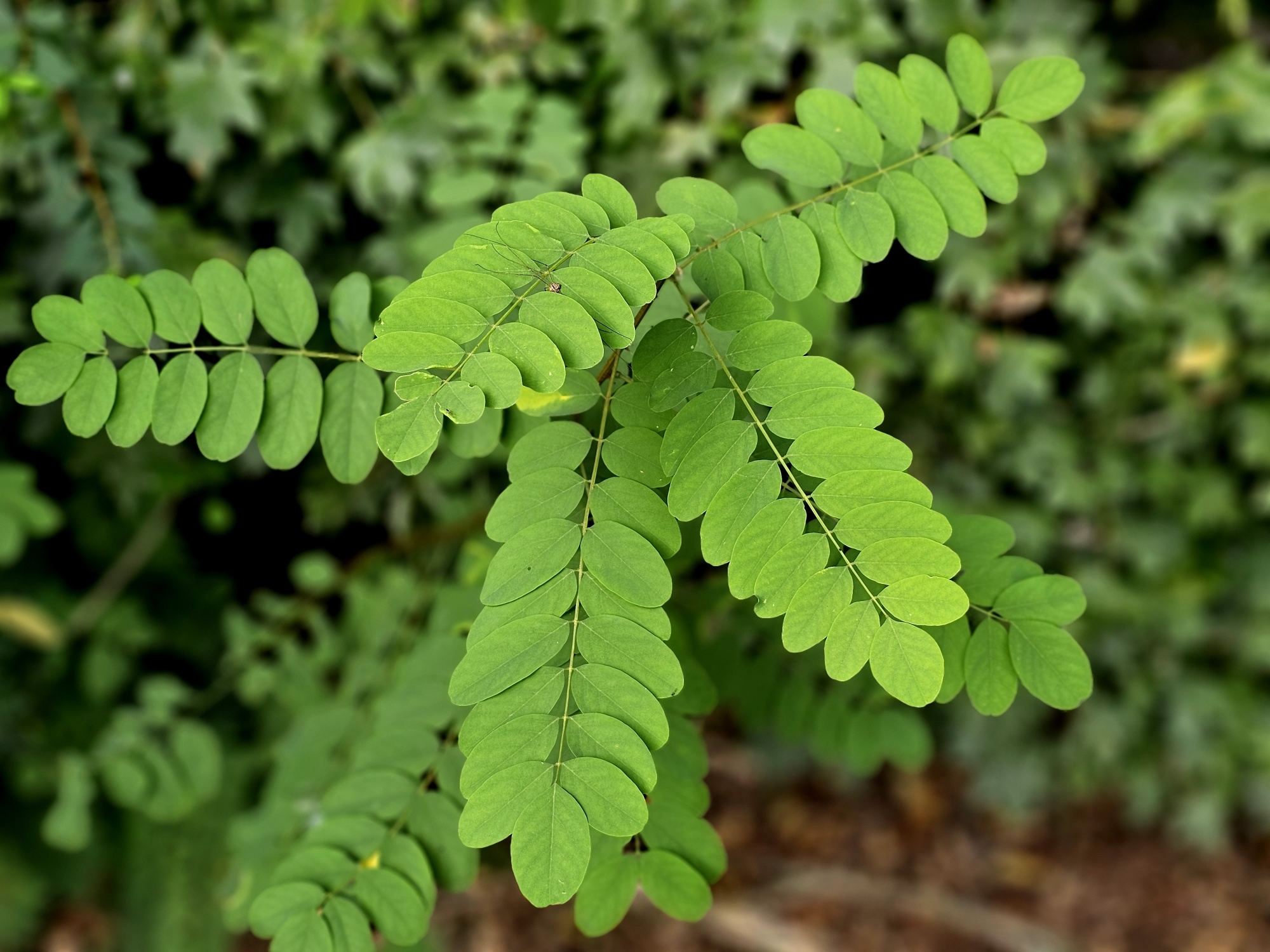 Valse Acacia, Robinia pseudoacacia kopen