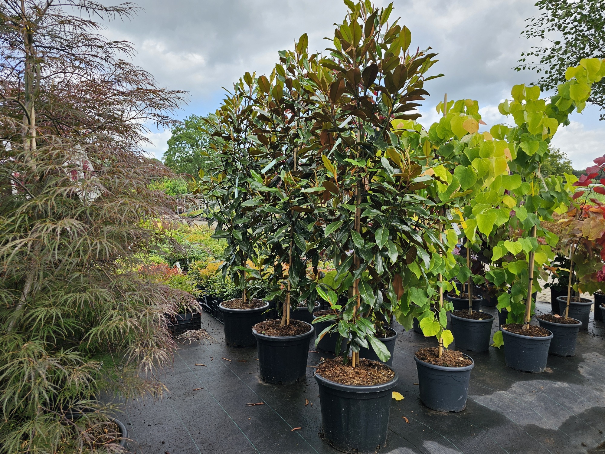 Magnolia Kay Parris, Magnolia grandiflora 'Kay Parris' kopen