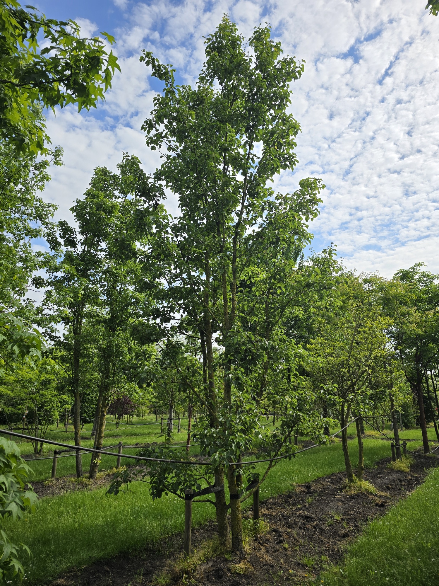 Sierpeer, Pyrus calleryana 'Chanticleer' kopen
