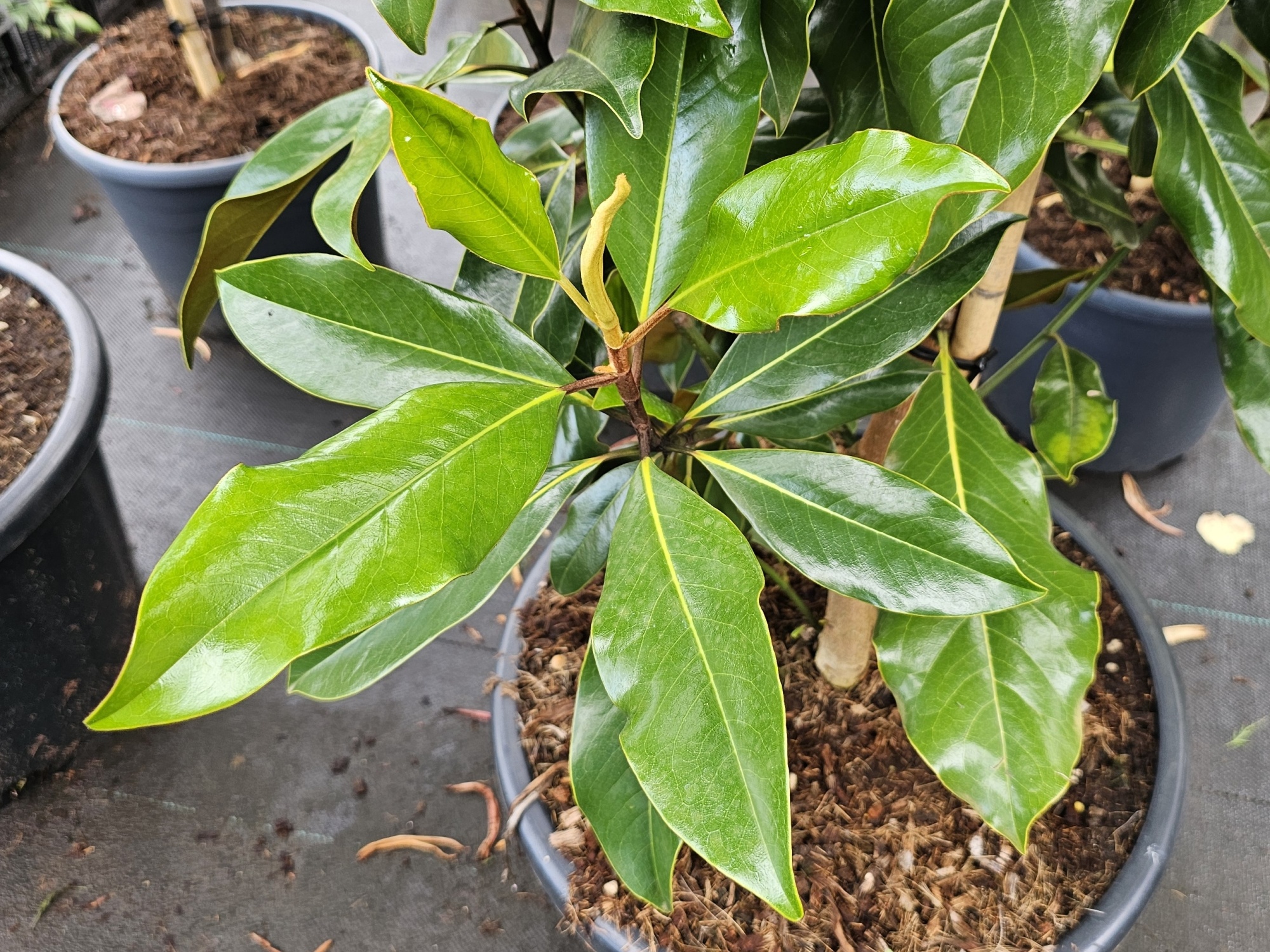 Magnolia Kay Parris, Magnolia grandiflora 'Kay Parris' kopen