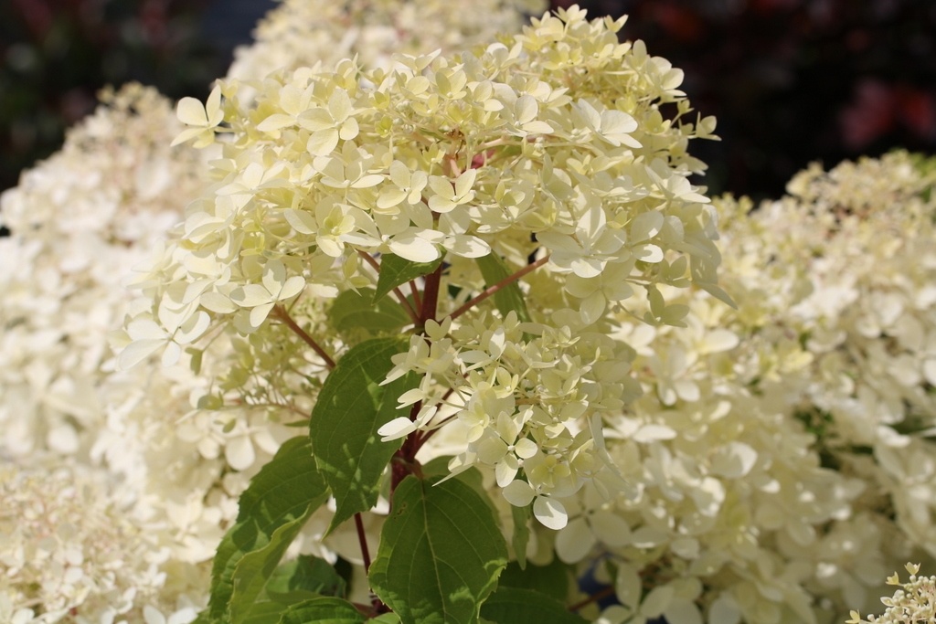 Pluimhortensia 'Phantom', Hydrangea paniculata 'Phantom' kopen
