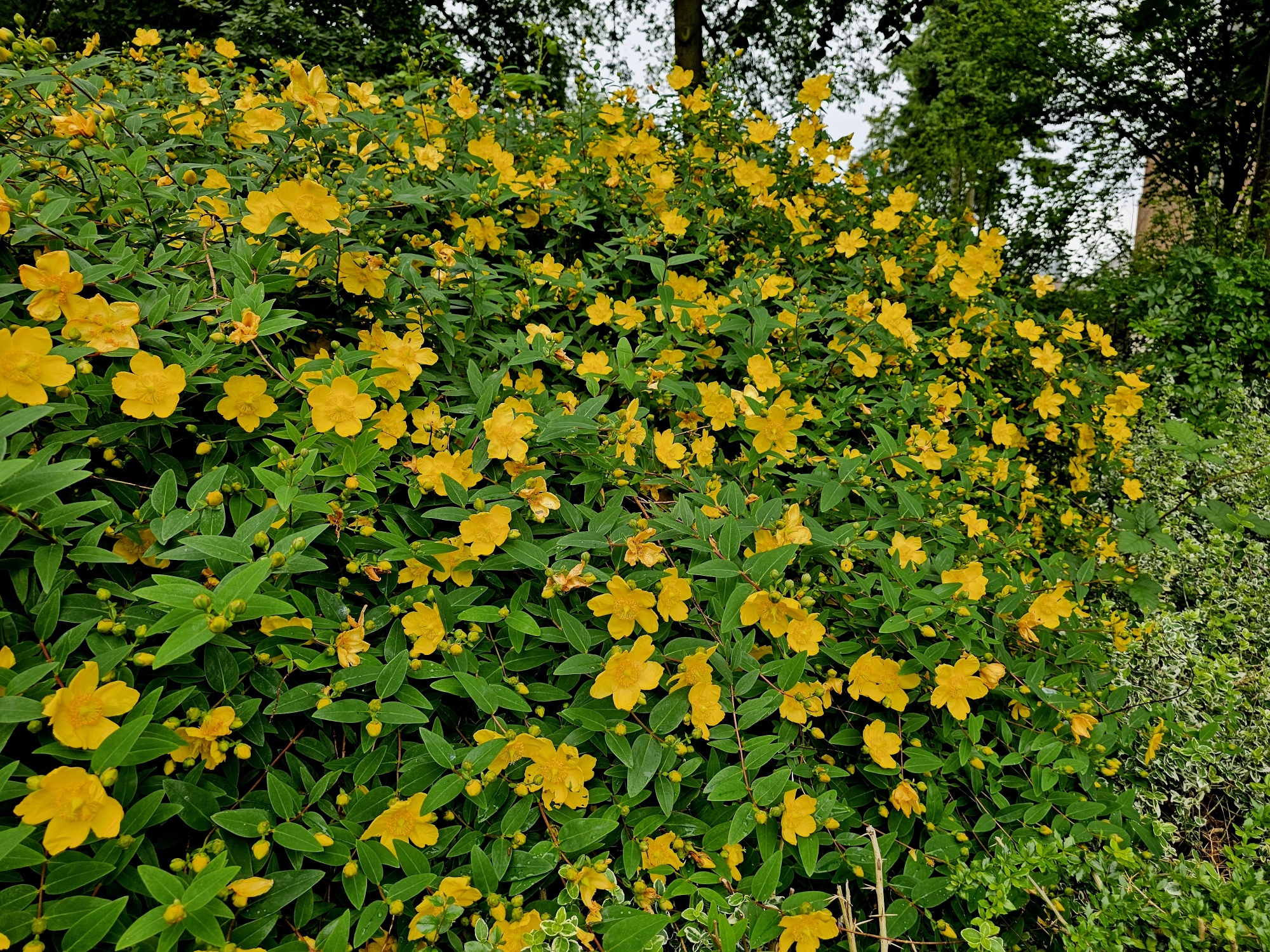 Hertshooi 'Hidcote' - vakbeplanting, Hypericum 'hidcote' kopen
