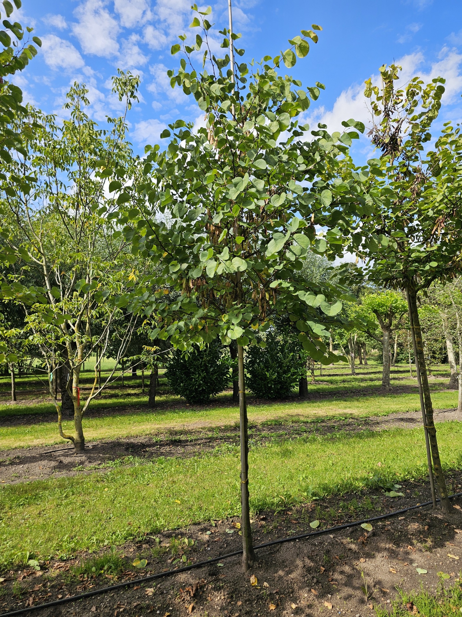 Cercis siliquastrum ist ein besonderer mehrstämmiger Zierbaum