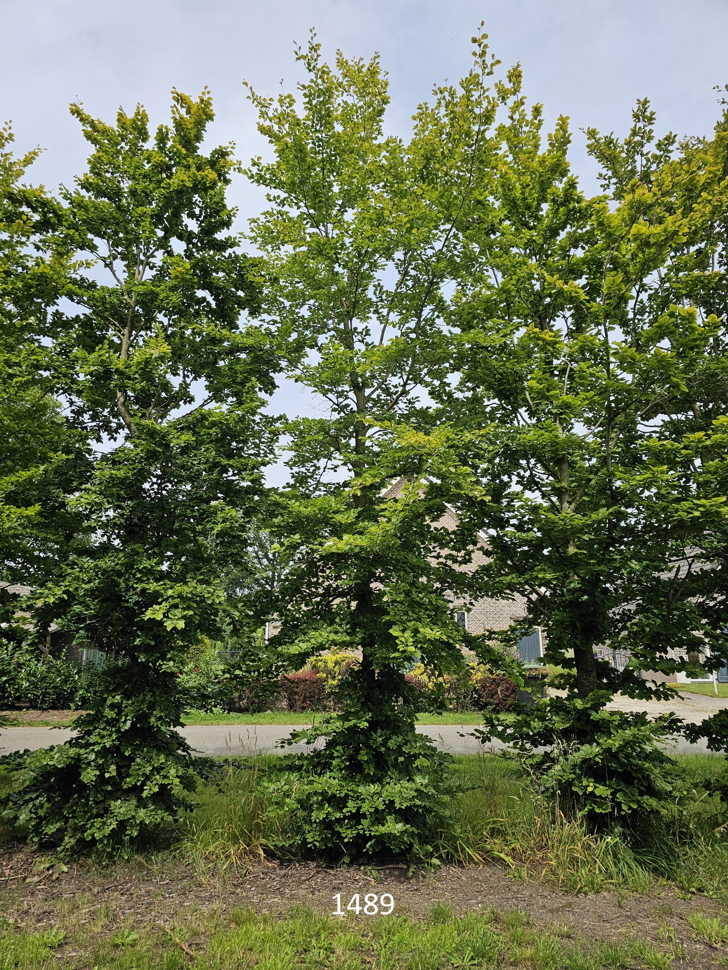 Fagus sylvatica is een prachtige solitaire inheemse boom