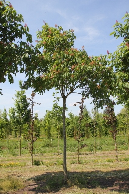 Kastanje, Aesculus pavia var. discolor kopen