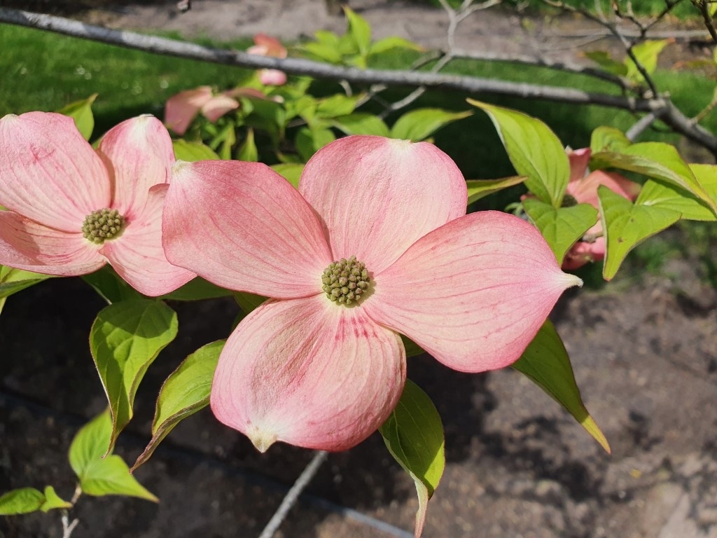 De Cornus 'Stellar Pink' 479 is een unieke verschijning in de tui