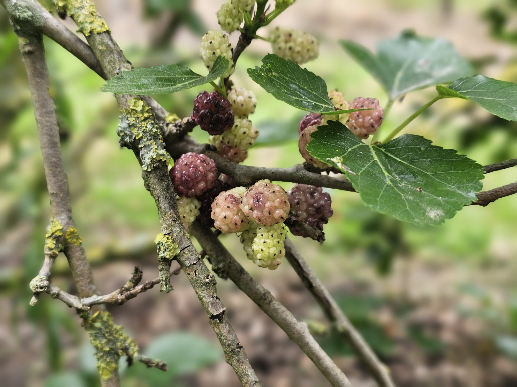 Witte Moerbei, Morus alba 'Macrophylla' kopen