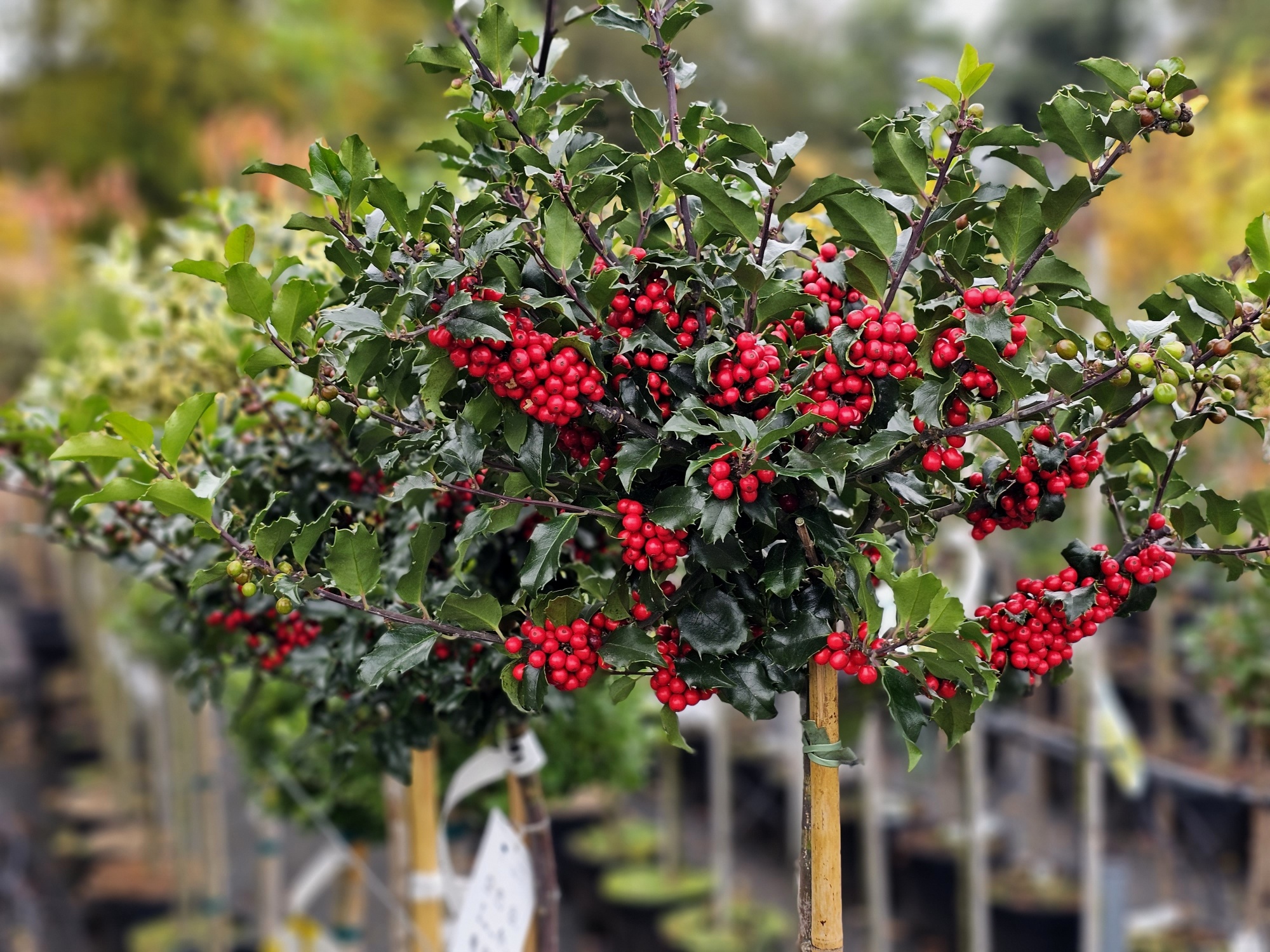 Blauwe hulst 'Blue Princess', Ilex meserveae 'Blue Princess' kopen