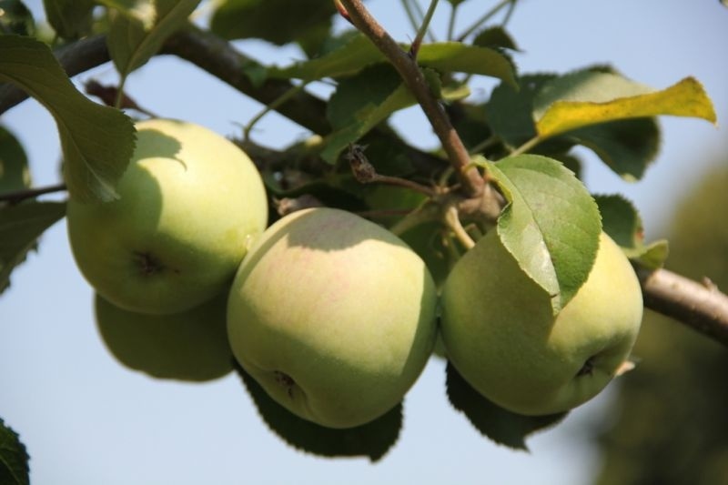 Appel 'Fuji', Malus domestica 'Fuji' kopen