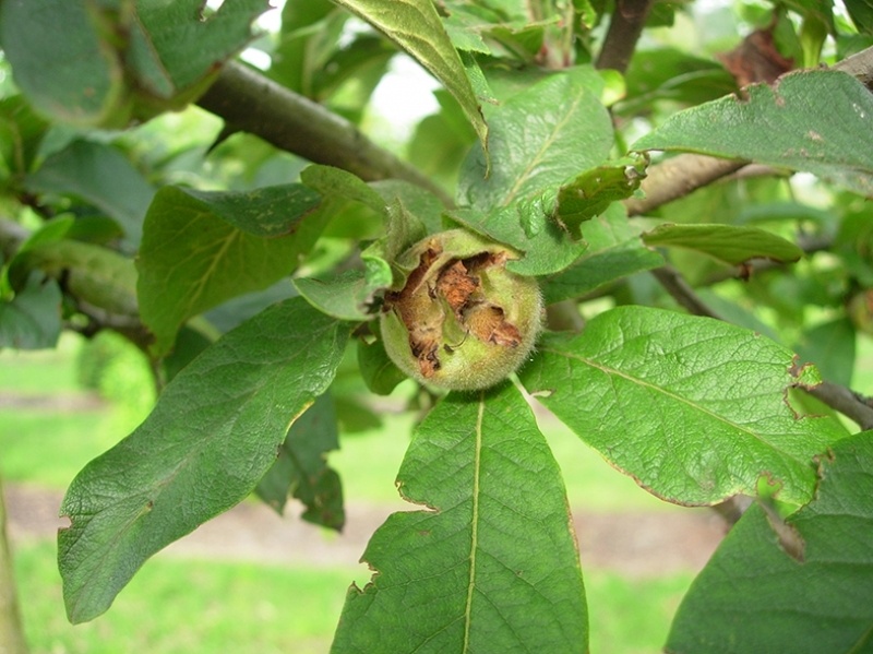 Mispel, Mespilus germanica kopen