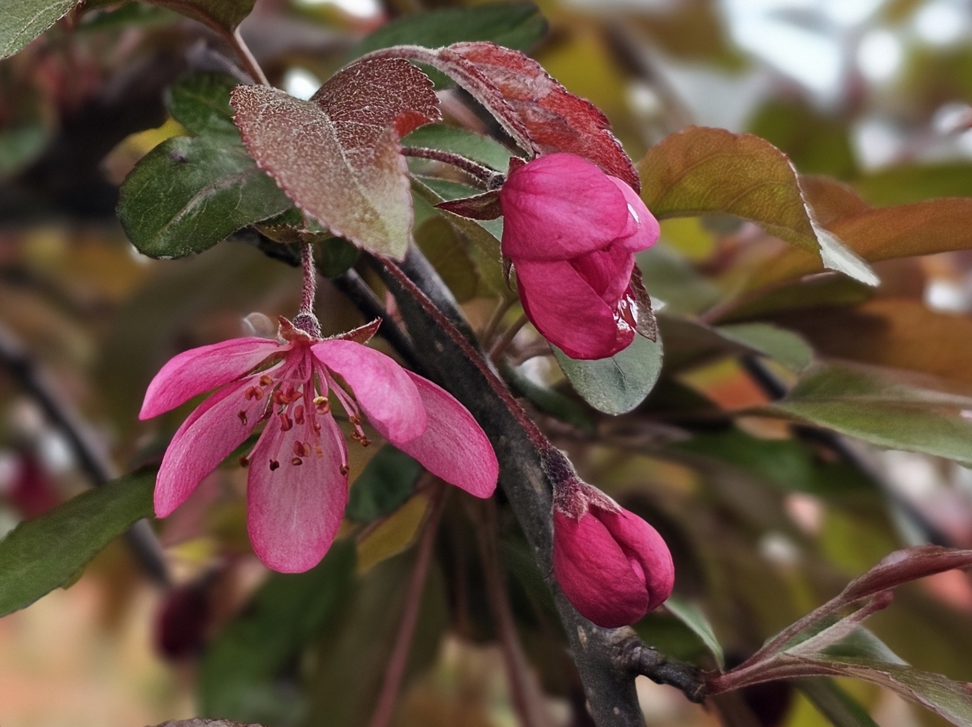 Sierappel 'Freja', Malus toringo 'Freja' kopen