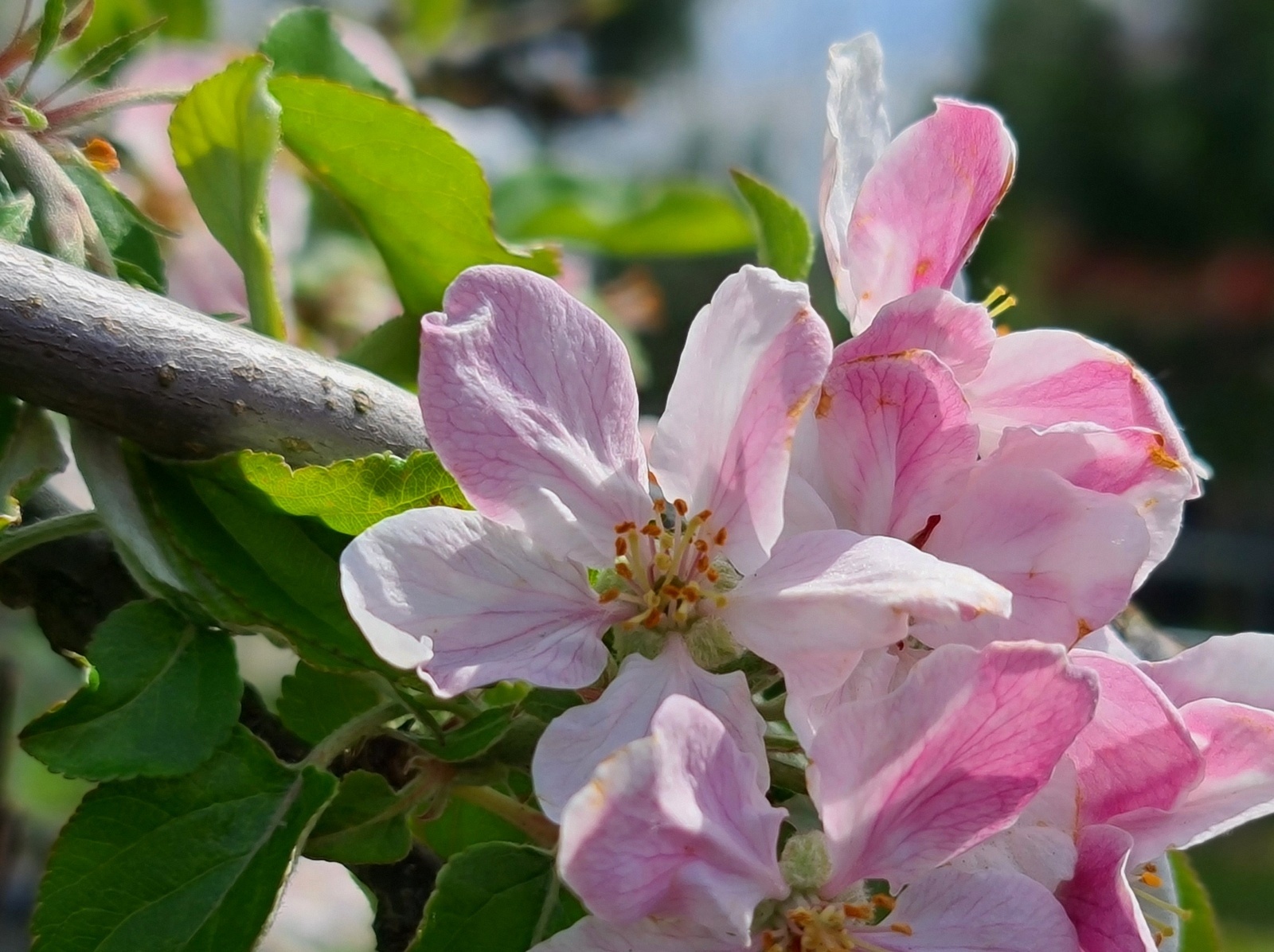 Een kleine Appel 'Elstar' voor de kleine tuin